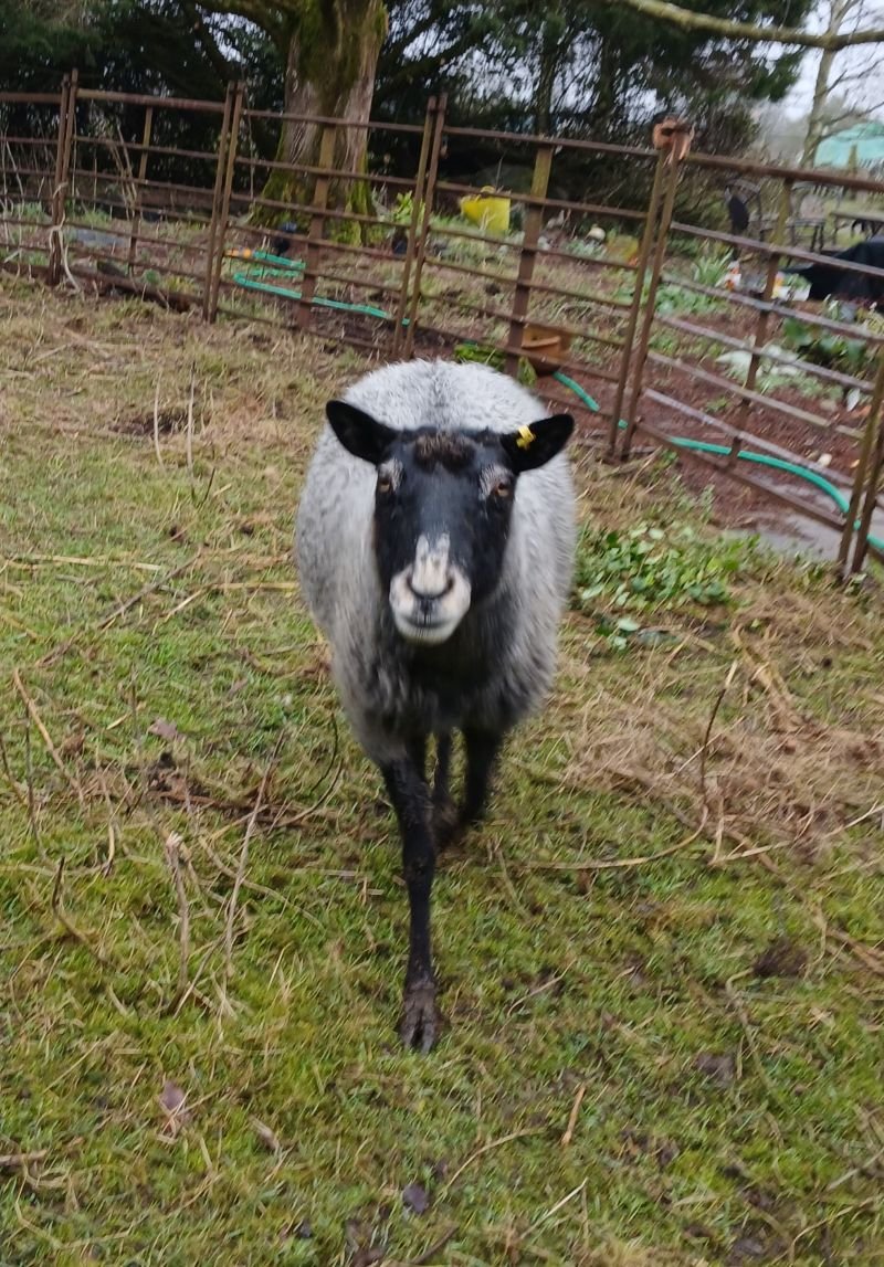 Meet the sheep, Kay – Felsted Fleece